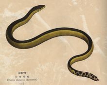 See slang - Bladsye [1] - Wêreld ensiklopediese kennis