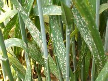 Koring witroes - Bladsye [1] - Wêreld ensiklopediese kennis