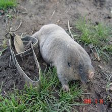 Prairie zokor - Bladsye [1] - Wêreld ensiklopediese kennis