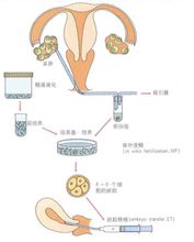 Bevrugting - Bladsye [1] - Wêreld ensiklopediese kennis
