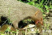 Muishond - Bladsye [2] - Wêreld ensiklopediese kennis