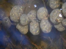 Brulpadda - Bladsye [4] - Wêreld ensiklopediese kennis