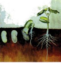 Saadontkieming - Bladsye [1] - Wêreld ensiklopediese kennis