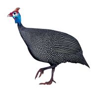 Tarentale - Bladsye [5] - Wêreld ensiklopediese kennis