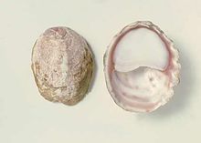 Geslag Diere - Bladsye [1] - Wêreld ensiklopediese kennis