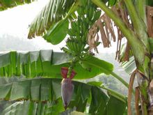 Piesangs - Bladsye [5] - Wêreld ensiklopediese kennis