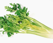 Seldery - Bladsye [1] - Wêreld ensiklopediese kennis