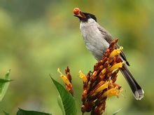 Witseerkeel rooi boude Bulbul - Bladsye [1] - Wêreld ensiklopediese kennis
