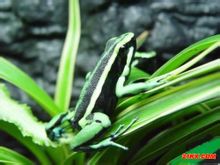 Gif pyl padda - Bladsye [2] - Wêreld ensiklopediese kennis