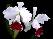 Orgideë - Bladsye [1] - Wêreld ensiklopediese kennis