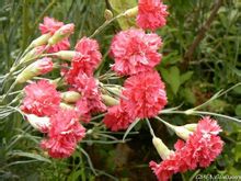 Natuurlike omgewing - Bladsye [1] - Wêreld ensiklopediese kennis