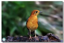 Sproei - Bladsye [1] - Wêreld ensiklopediese kennis