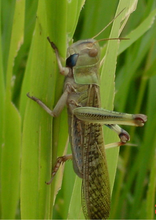 Asiatiese sprinkane - Bladsye [1] - Wêreld ensiklopediese kennis