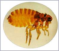 Vlooi - Bladsye [1] - Wêreld ensiklopediese kennis