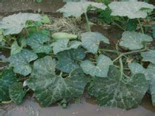 Pampoen - Bladsye [1] - Wêreld ensiklopediese kennis