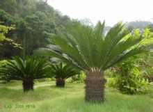 Broodbome - Bladsye [1] - Wêreld ensiklopediese kennis