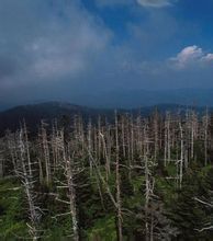 Suurreën - Bladsye [1] - Wêreld ensiklopediese kennis