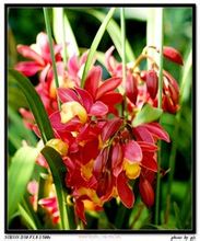 Tropiese orgideë - Bladsye [1] - Wêreld ensiklopediese kennis