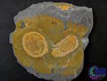 Sedimentêre gesteentes - Bladsye [3] - Wêreld ensiklopediese kennis