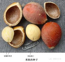 Broodbome - Bladsye [2] - Wêreld ensiklopediese kennis