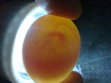 Eiers - Bladsye [1] - Wêreld ensiklopediese kennis