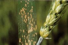 Koring witroes - Bladsye [1] - Wêreld ensiklopediese kennis