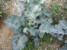 Blomkool - Bladsye [4] - Wêreld ensiklopediese kennis