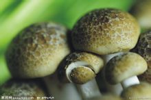 Swam - Bladsye [1] - Wêreld ensiklopediese kennis