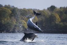 Stompneusdolfyne - Bladsye [1] - Wêreld ensiklopediese kennis