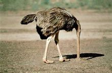 Volstruis - Bladsye [1] - Wêreld ensiklopediese kennis