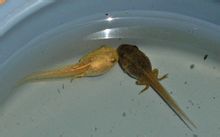 Brulpadda - Bladsye [4] - Wêreld ensiklopediese kennis