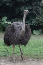 Volstruis - Bladsye [1] - Wêreld ensiklopediese kennis