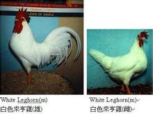 Wit Leghorn hoenders - Bladsye [1] - Wêreld ensiklopediese kennis