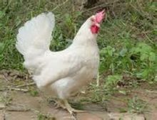 Wit Leghorn hoenders - Bladsye [1] - Wêreld ensiklopediese kennis