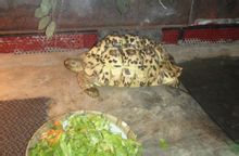 Skilpad - Bladsye [7] - Wêreld ensiklopediese kennis