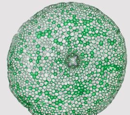 Plant weefsel - Bladsye [1] - Wêreld ensiklopediese kennis