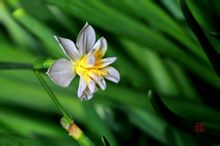 Tropiese orgideë - Bladsye [1] - Wêreld ensiklopediese kennis