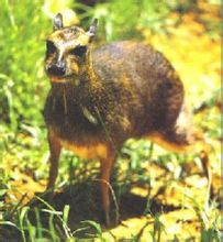 Water muis takbokke - Bladsye [2] - Wêreld ensiklopediese kennis