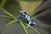 Gif pyl padda - Bladsye [1] - Wêreld ensiklopediese kennis