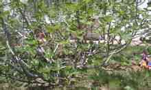 Vyeboom - Bladsye [1] - Wêreld ensiklopediese kennis