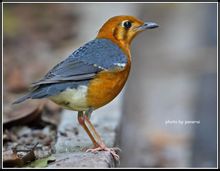 Sproei - Bladsye [1] - Wêreld ensiklopediese kennis