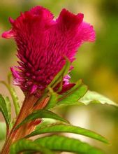 Hanekam blom kind - Bladsye [1] - Wêreld ensiklopediese kennis