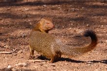 Muishond - Bladsye [2] - Wêreld ensiklopediese kennis