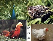 Hoender - Bladsye [1] - Wêreld ensiklopediese kennis