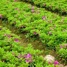 Lente seemeeu - Bladsye [3] - Wêreld ensiklopediese kennis