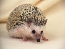 Diere - Bladsye [1] - Wêreld ensiklopediese kennis