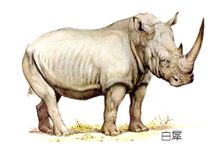 Renosters - Bladsye [2] - Wêreld ensiklopediese kennis