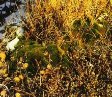 Toendra - Bladsye [2] - Wêreld ensiklopediese kennis