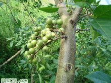 Vyeboom - Bladsye [2] - Wêreld ensiklopediese kennis