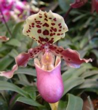 Orgideë - Bladsye [3] - Wêreld ensiklopediese kennis